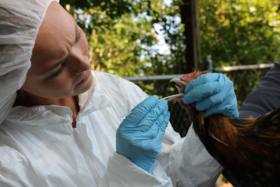 Alabama Veterinary Diagnostic Laboratory System – Alabama Agriculture & Industries – Animal ...