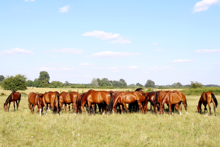 Livestock Information – Alabama Agriculture & Industries – Animal ...