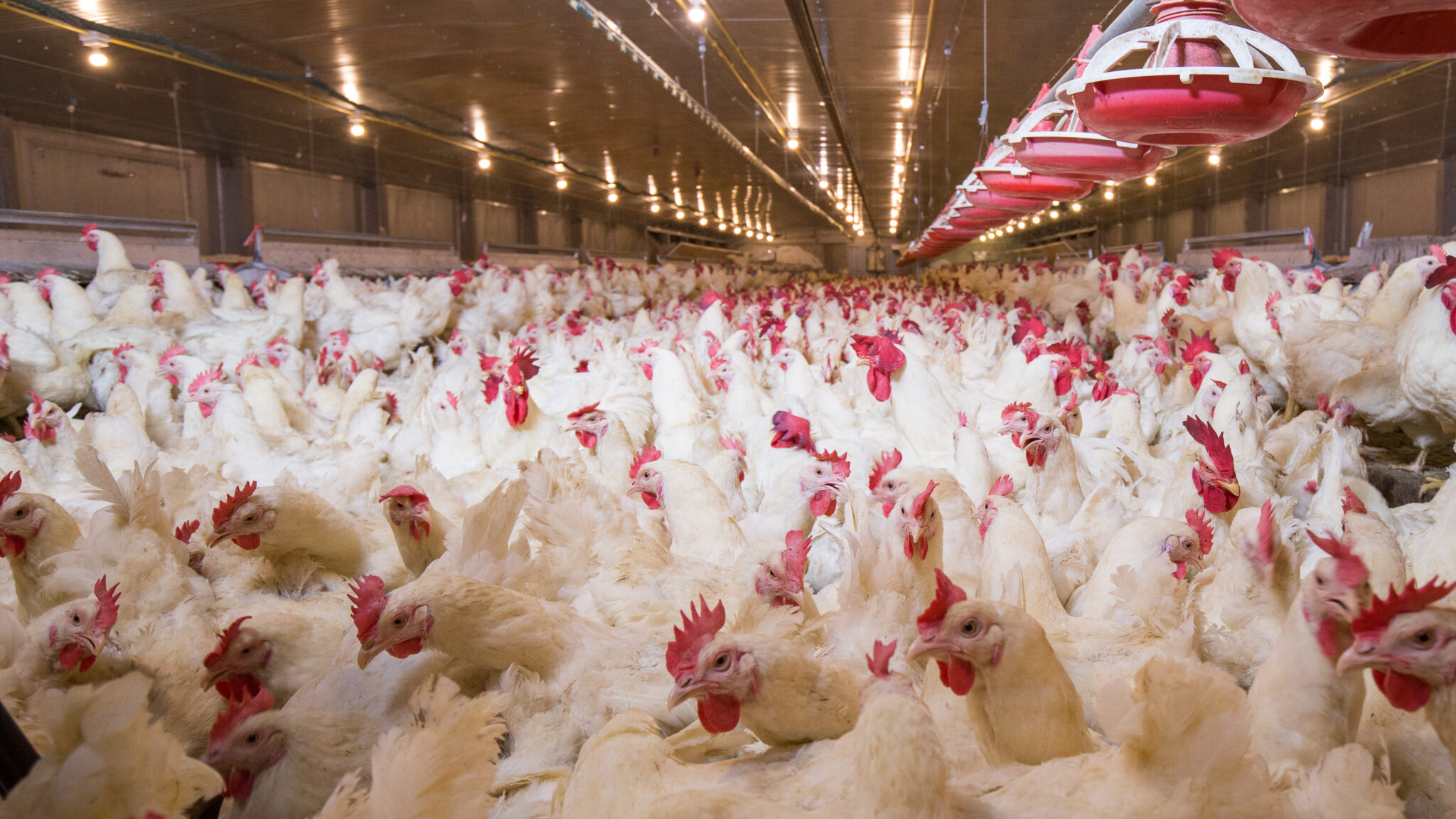 USDA Confirms Highly Pathogenic Avian Influenza – Alabama Agriculture ...