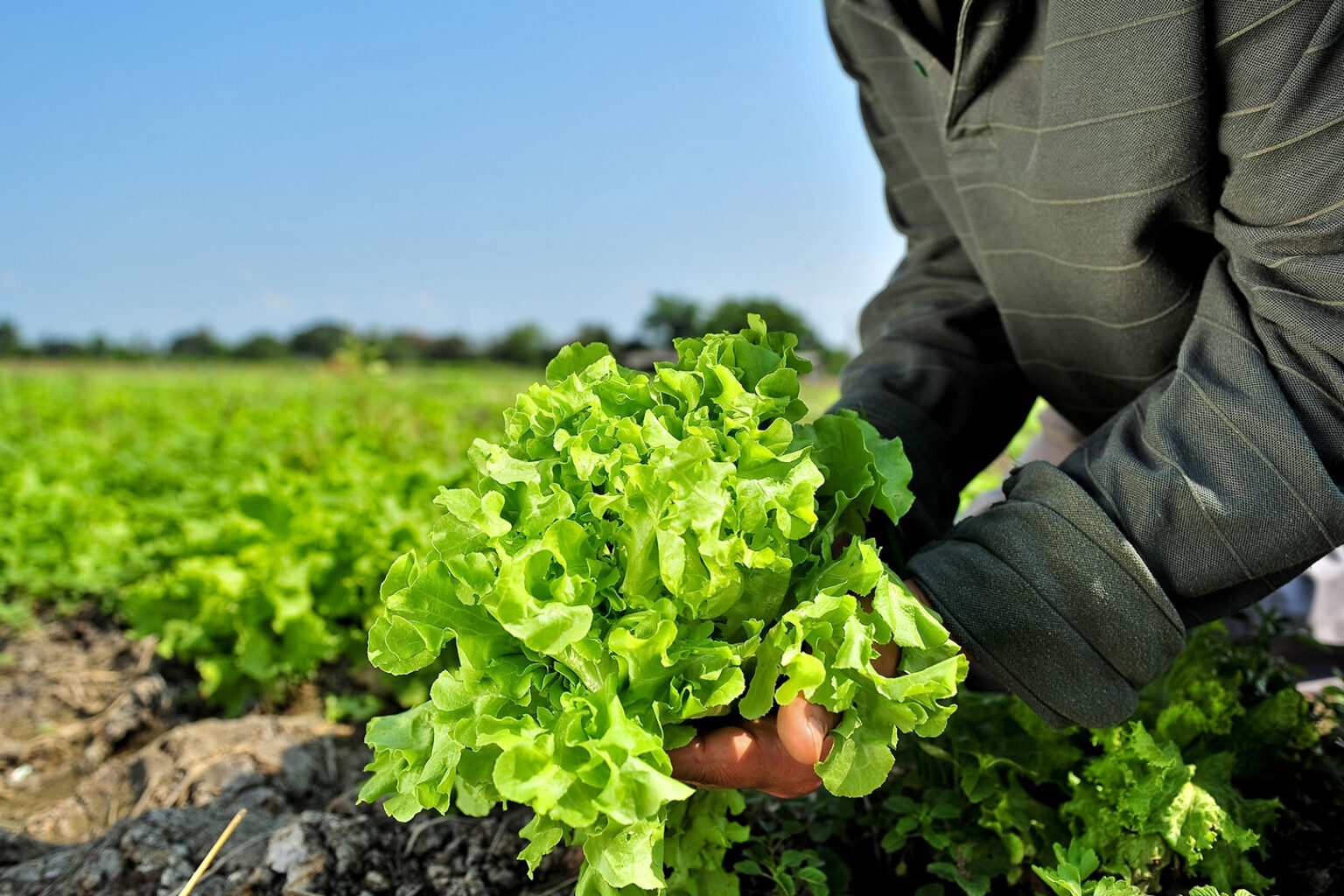 About the Alabama Farm to School Program – Alabama Agriculture ...